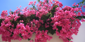 17 Amazing Facts About Grenada You Didn't Know This Morning