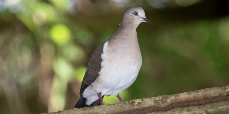 17 Amazing Facts About Grenada You Didn't Know This Morning